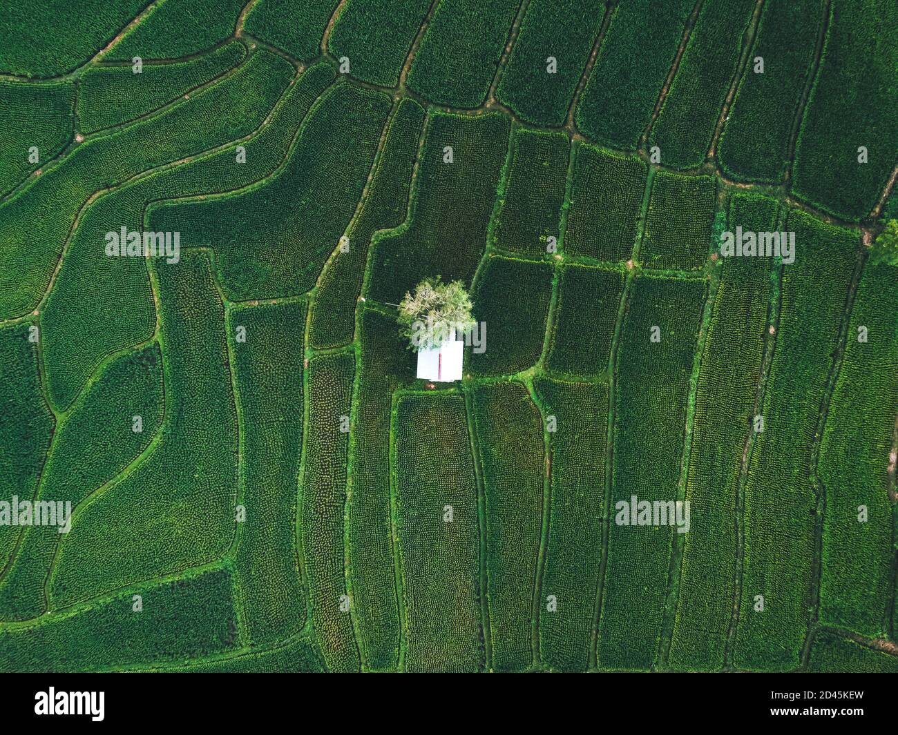 Green rice fields from above In the countryside Stock Photo - Alamy