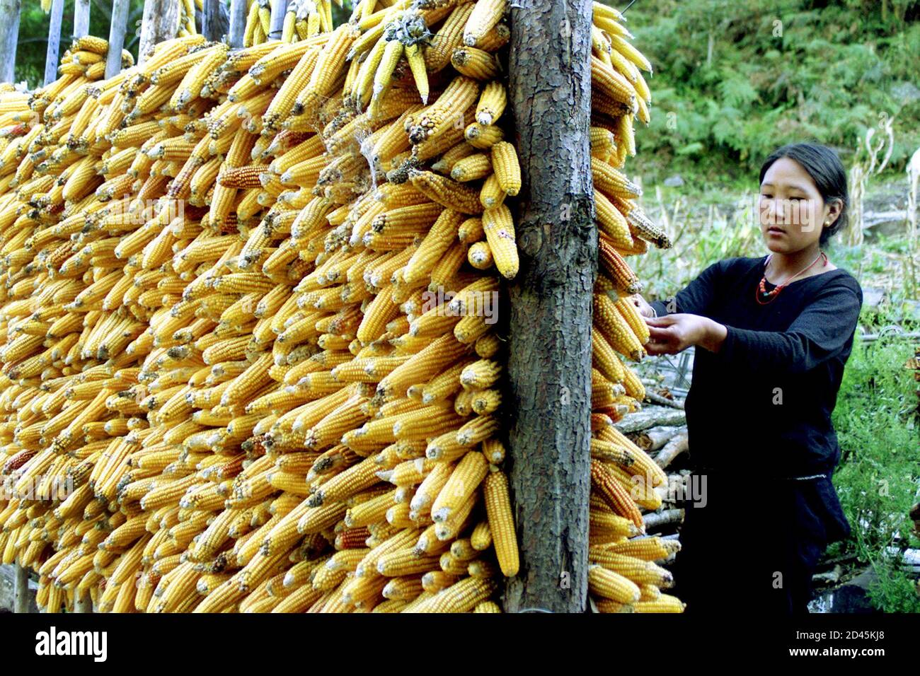 Monpa food hi-res stock photography and images - Alamy