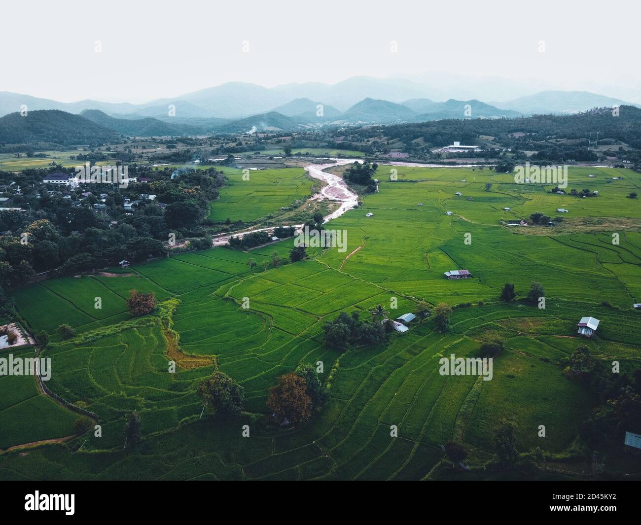 Green rice fields from above In the countryside Stock Photo - Alamy