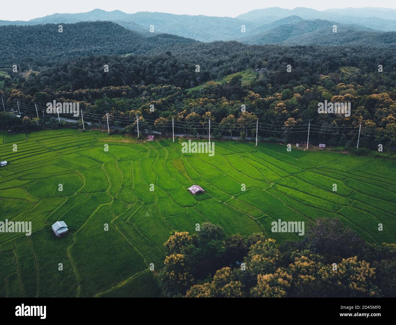 Green rice fields from above In the countryside Stock Photo - Alamy