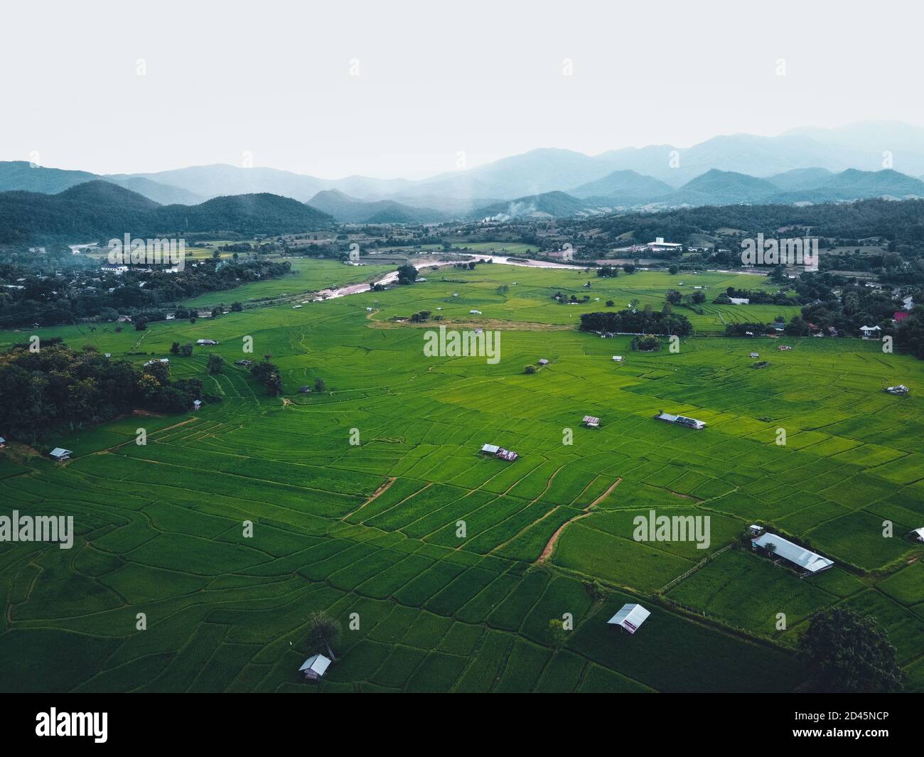 Green rice fields from above In the countryside Stock Photo - Alamy