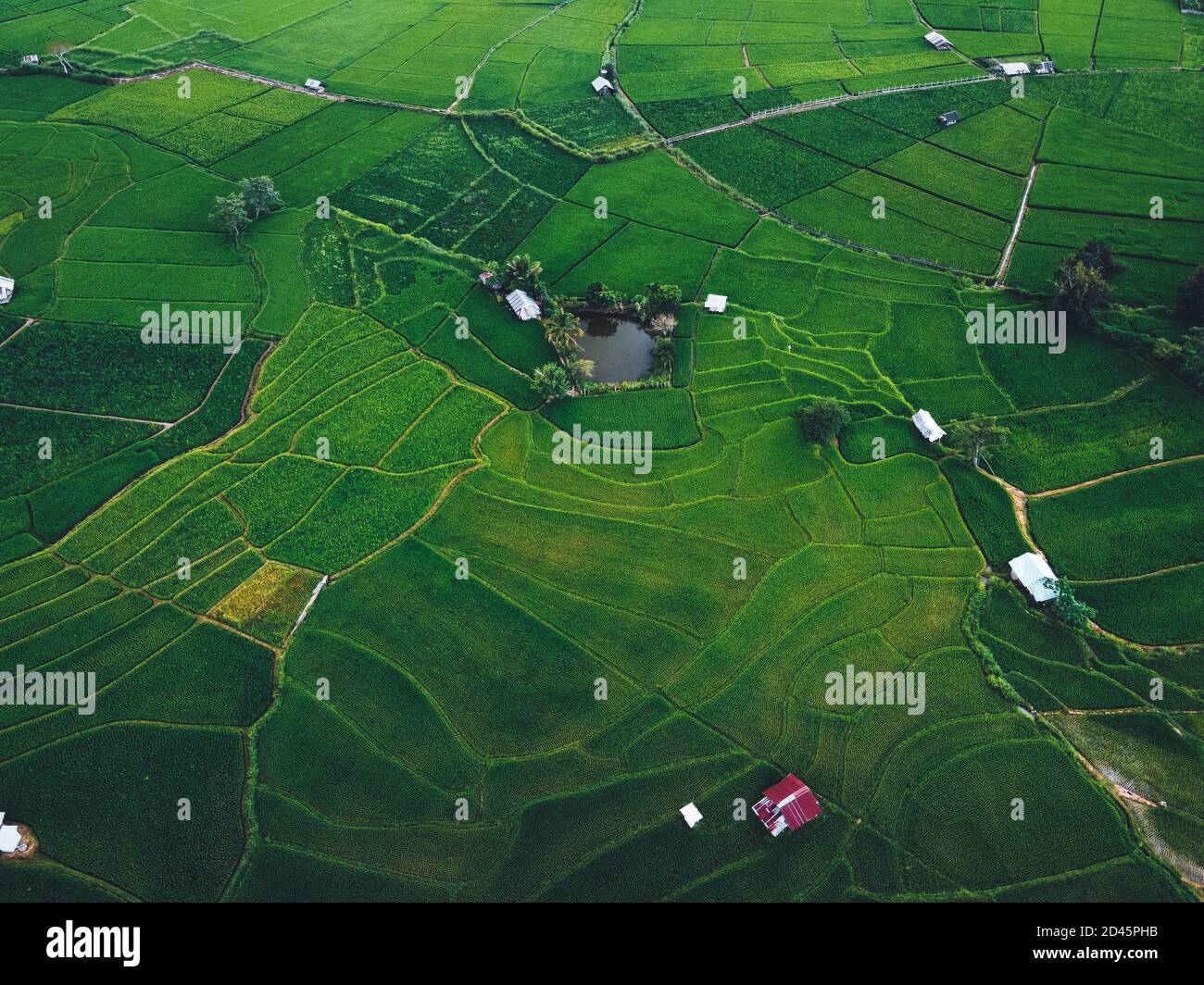 Rice fields from above hi-res stock photography and images - Alamy