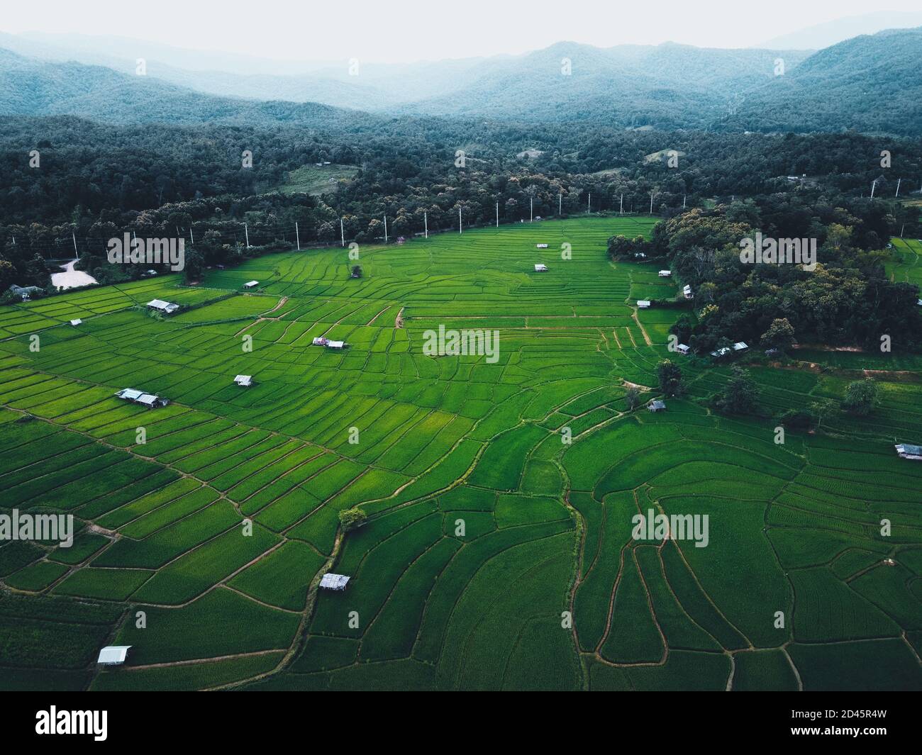 Green rice fields from above In the countryside Stock Photo - Alamy