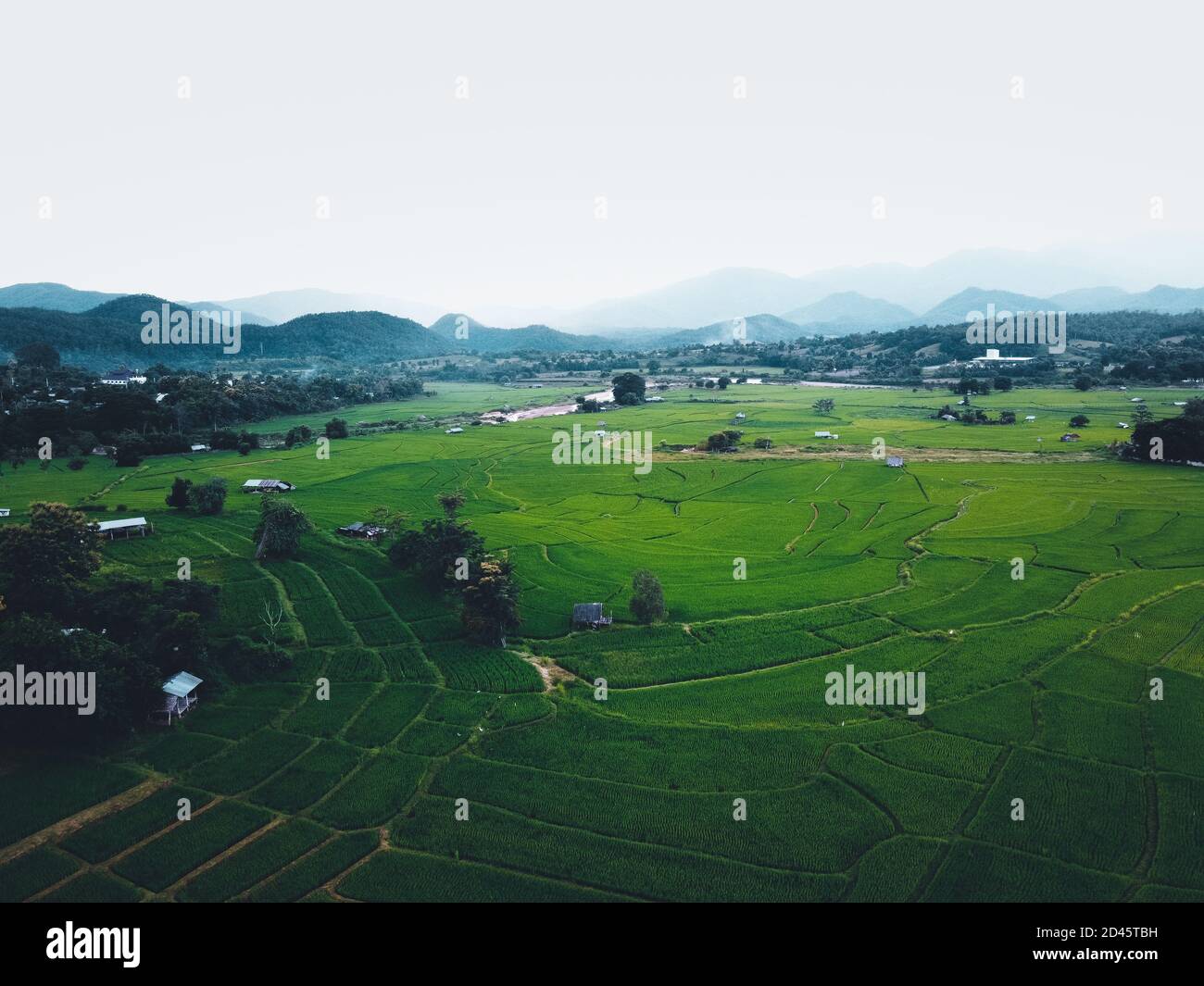 Green rice fields from above In the countryside Stock Photo - Alamy