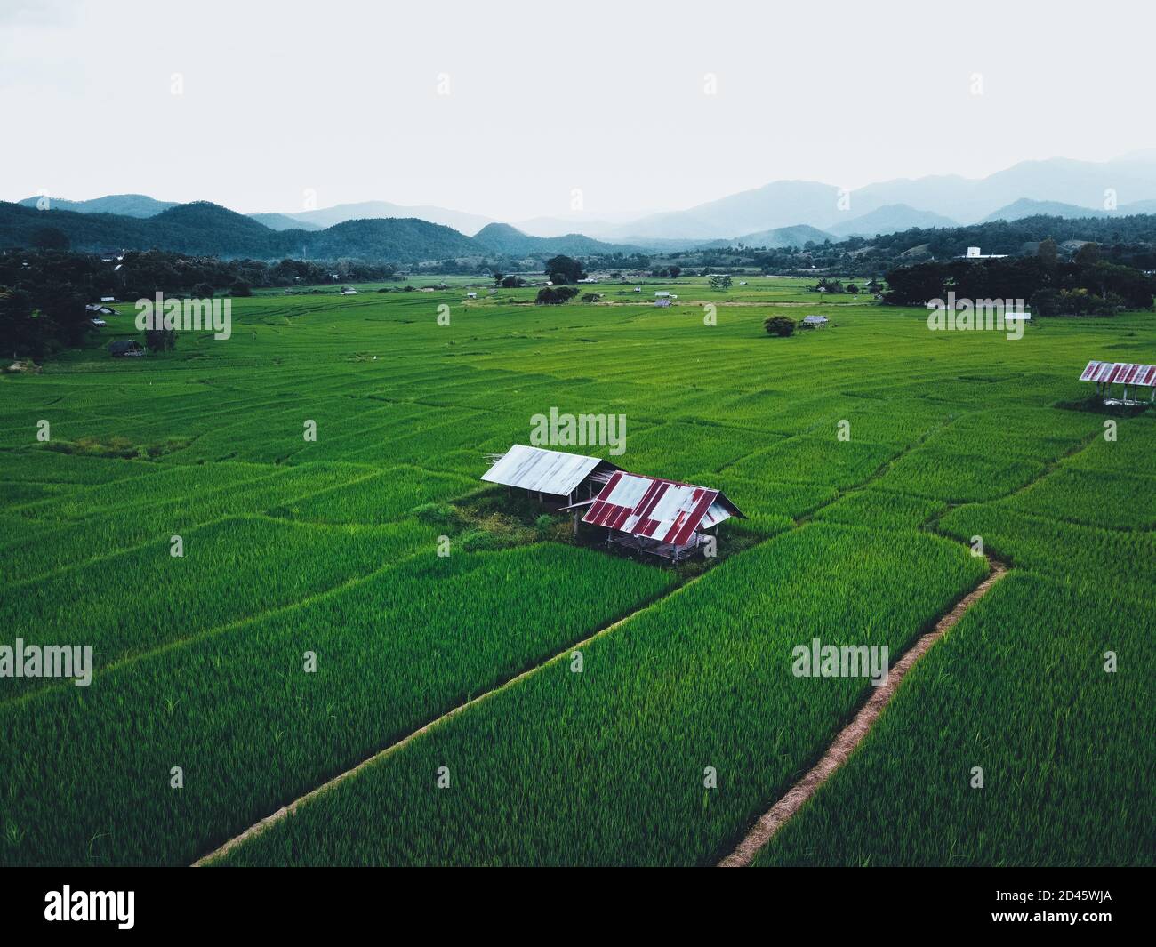 Green rice fields from above In the countryside Stock Photo - Alamy