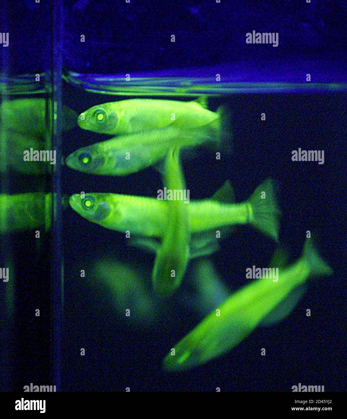 Medaka High Resolution Stock Photography and Images - Alamy