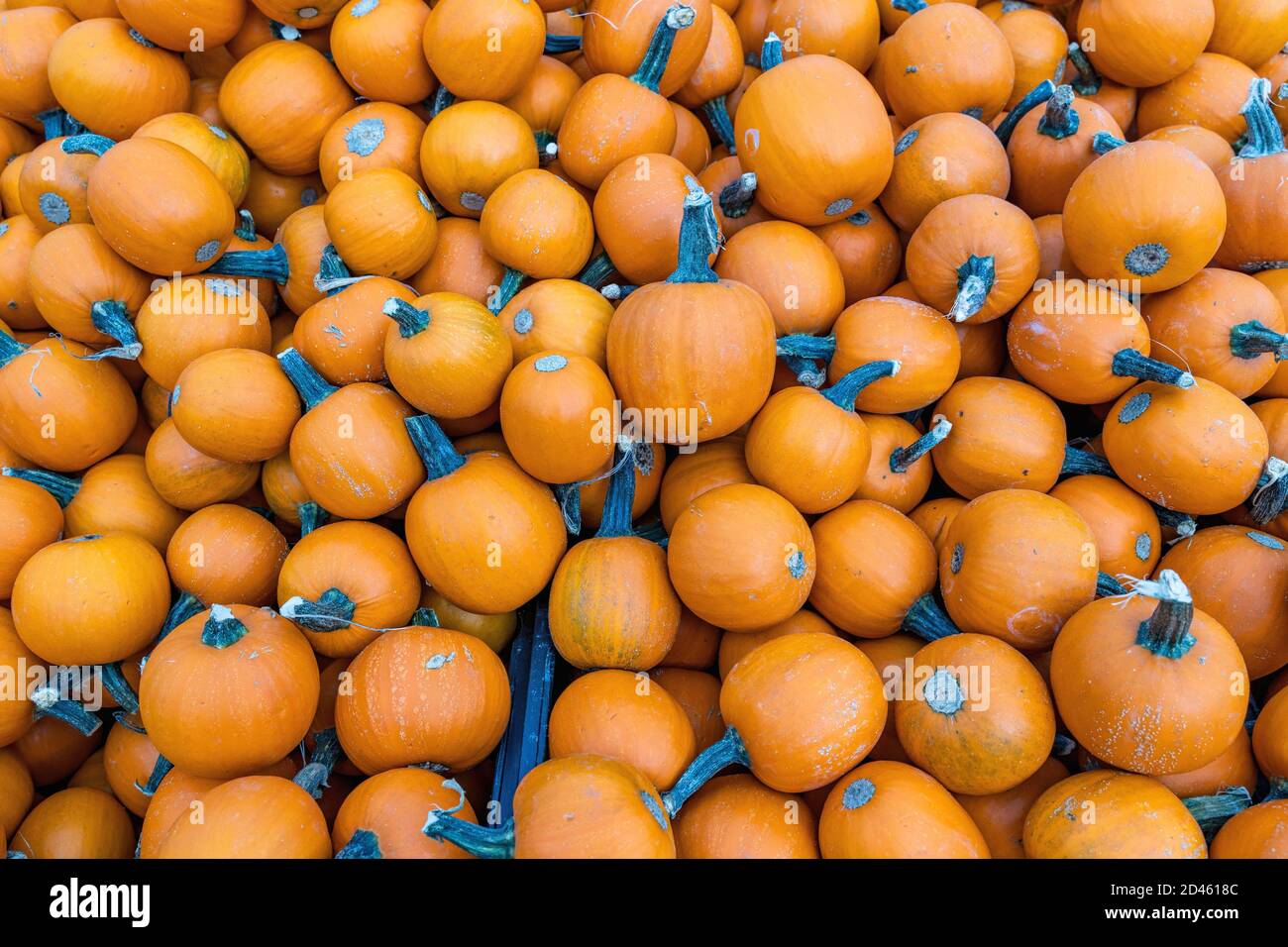 Lots of small Pumpkins at a Pumpkin Patch in October Stock Photo - Alamy