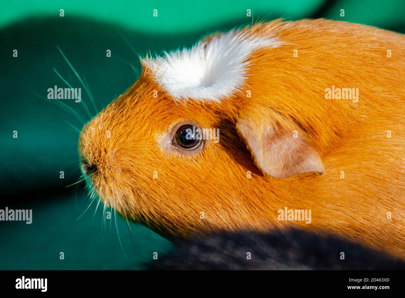 Young guinea pig, close-up photography Stock Photo - Alamy