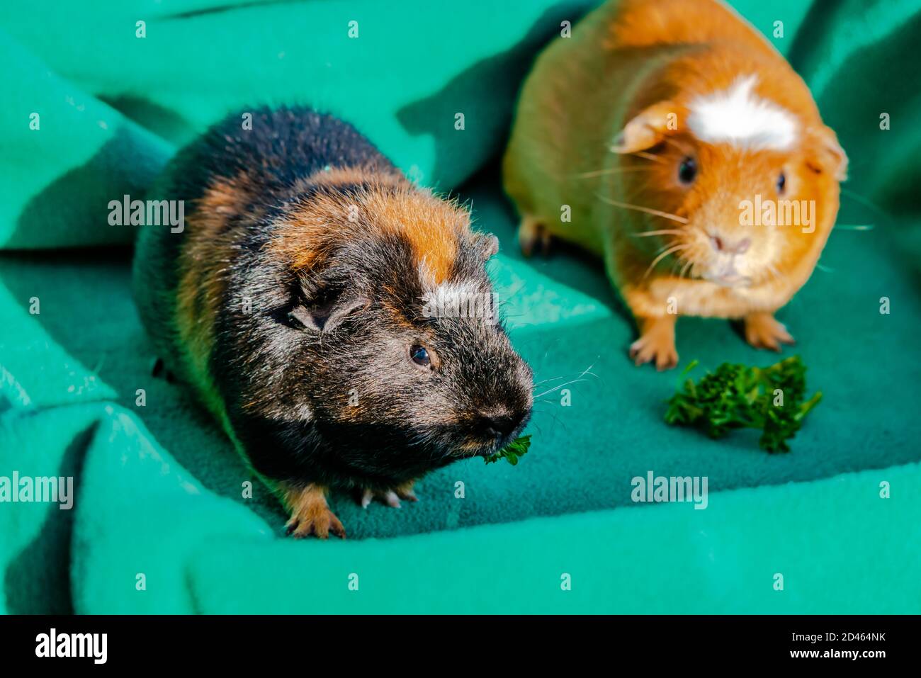 Young guinea pig, close-up photography Stock Photo - Alamy