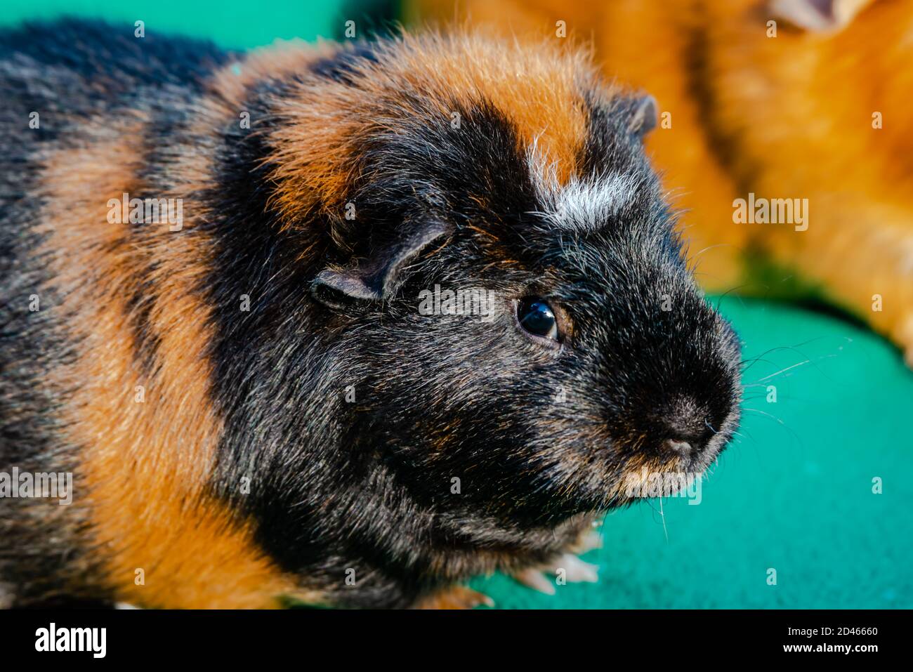 Young guinea pig, close-up photography Stock Photo - Alamy