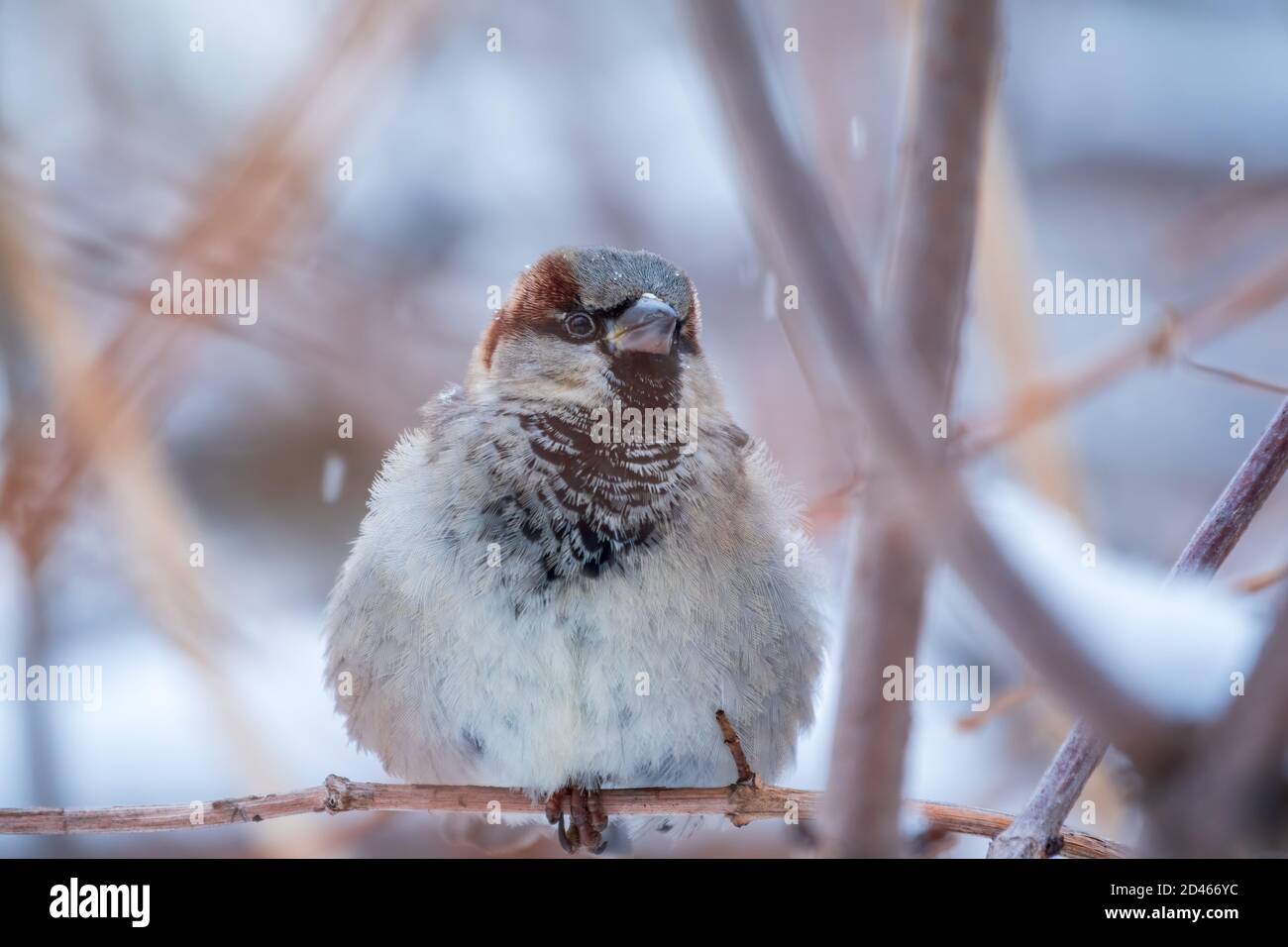 Sparrow sits on a branch without leaves. Sparrow on a branch in the ...