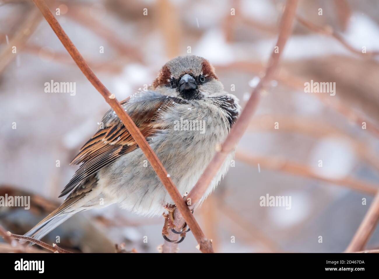 Sparrow sits on a branch without leaves. Sparrow on a branch in the ...