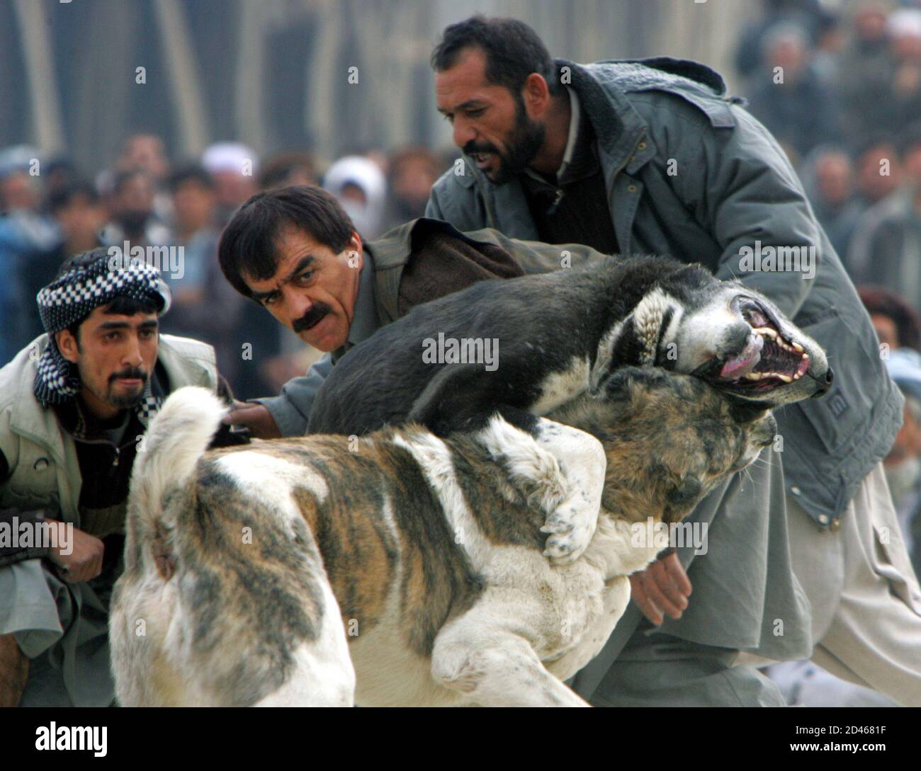 Observed human dog hi-res stock photography and images - Alamy