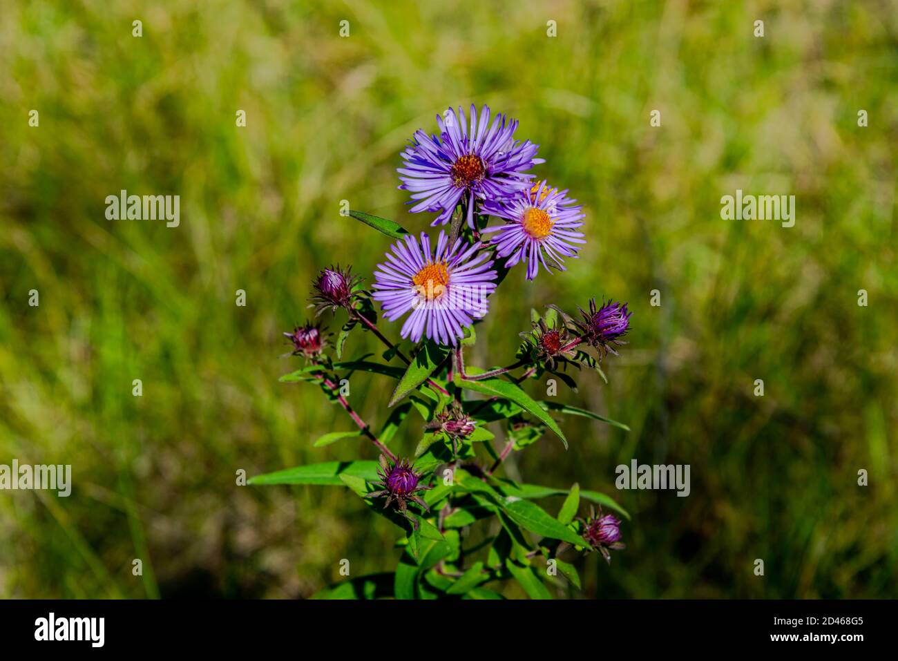 Wild asters hi-res stock photography and images - Alamy