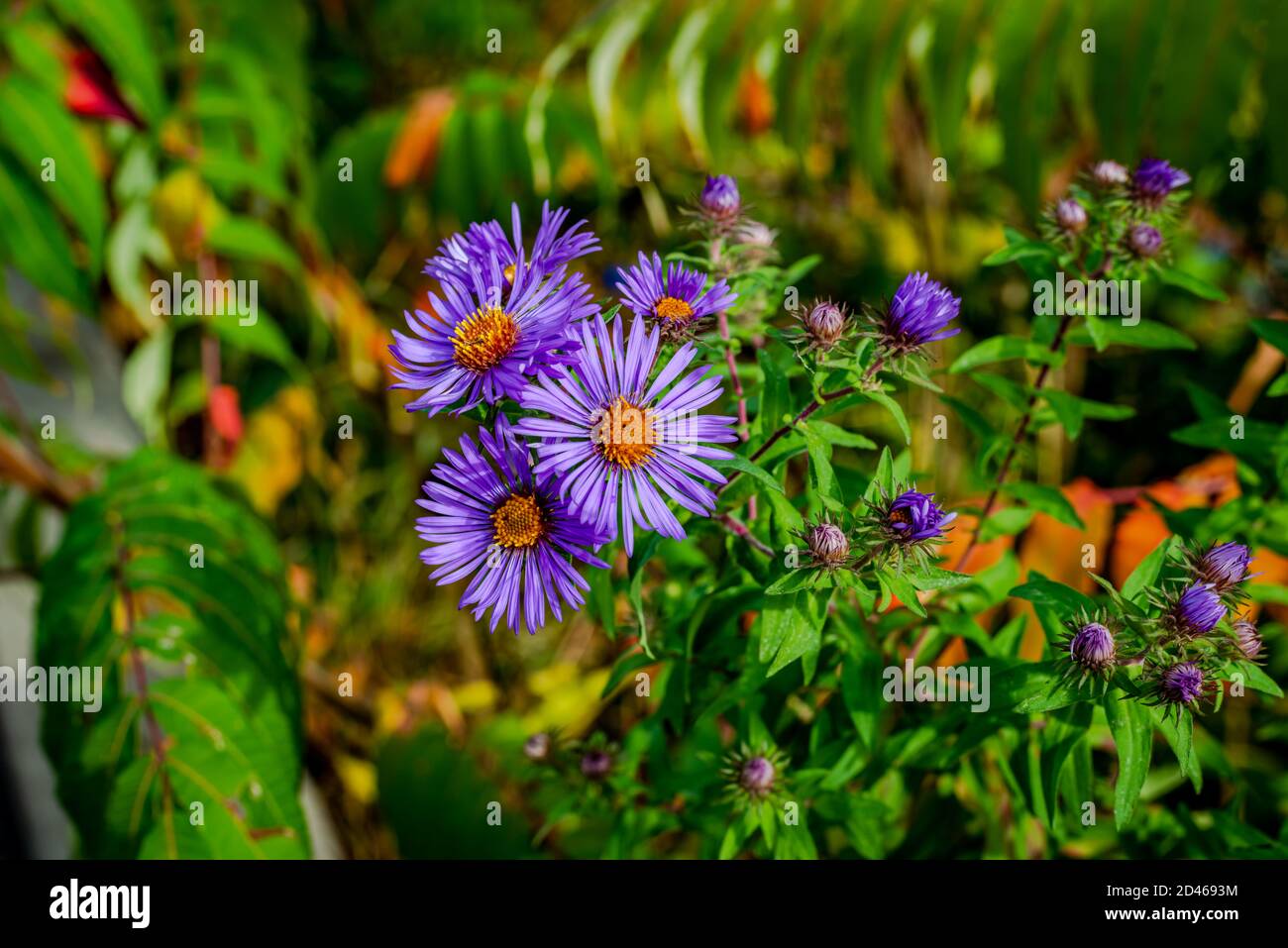 Fall blooming wildflowers hi-res stock photography and images - Alamy