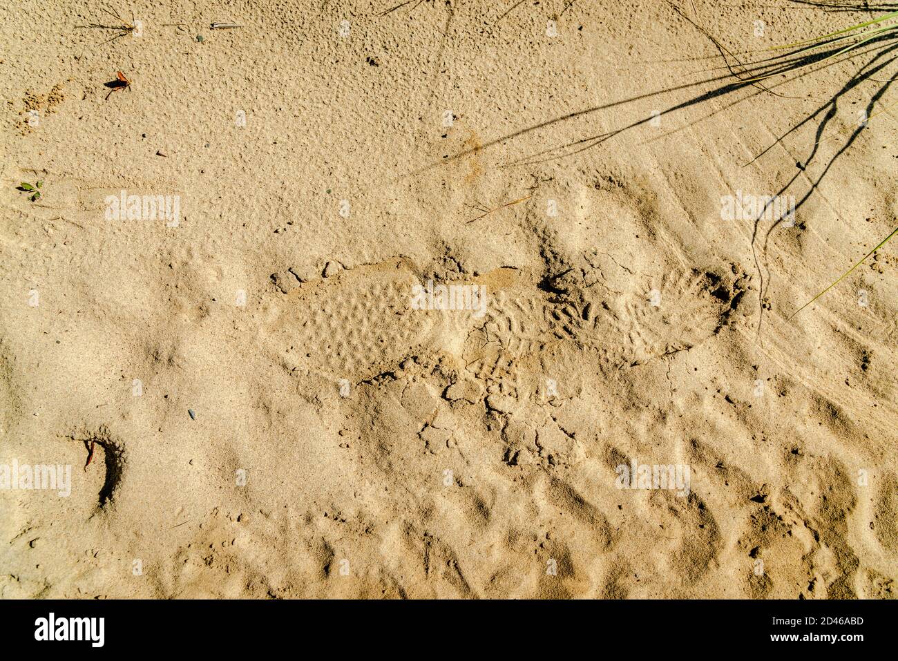 Animals and humans print on a sand Stock Photo - Alamy