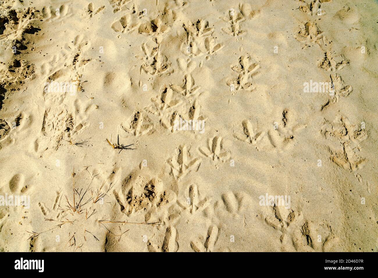 Animals and humans print on a sand Stock Photo - Alamy
