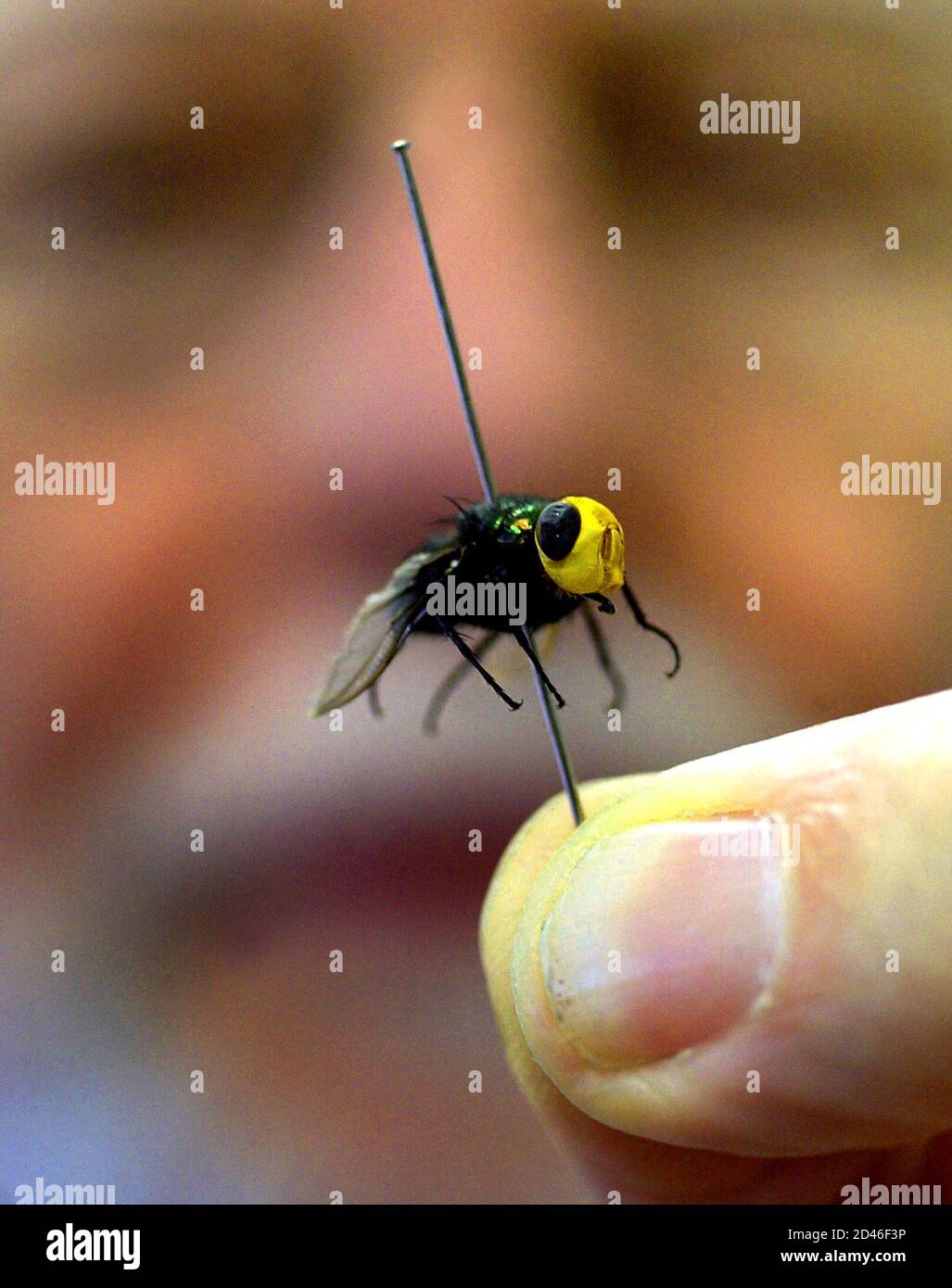 Super creepy fly hi-res stock photography and images - Alamy