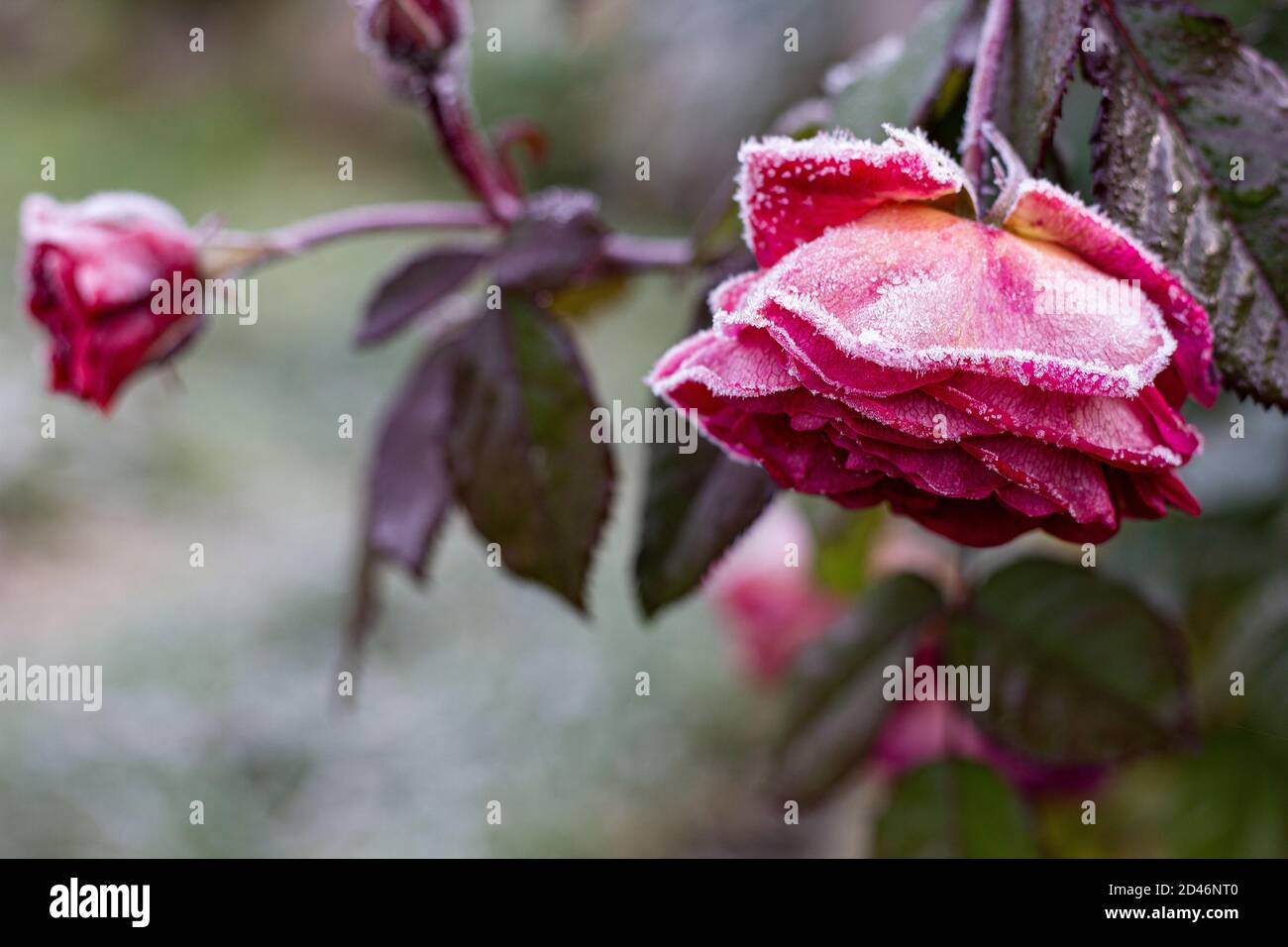 Rose petal frost petals hi-res stock photography and images - Alamy