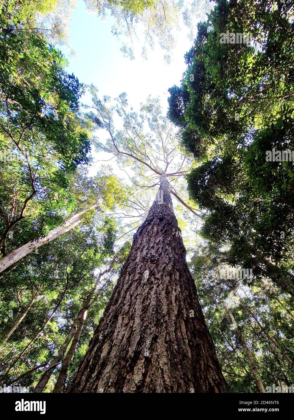 Thin long leaf hi-res stock photography and images - Alamy