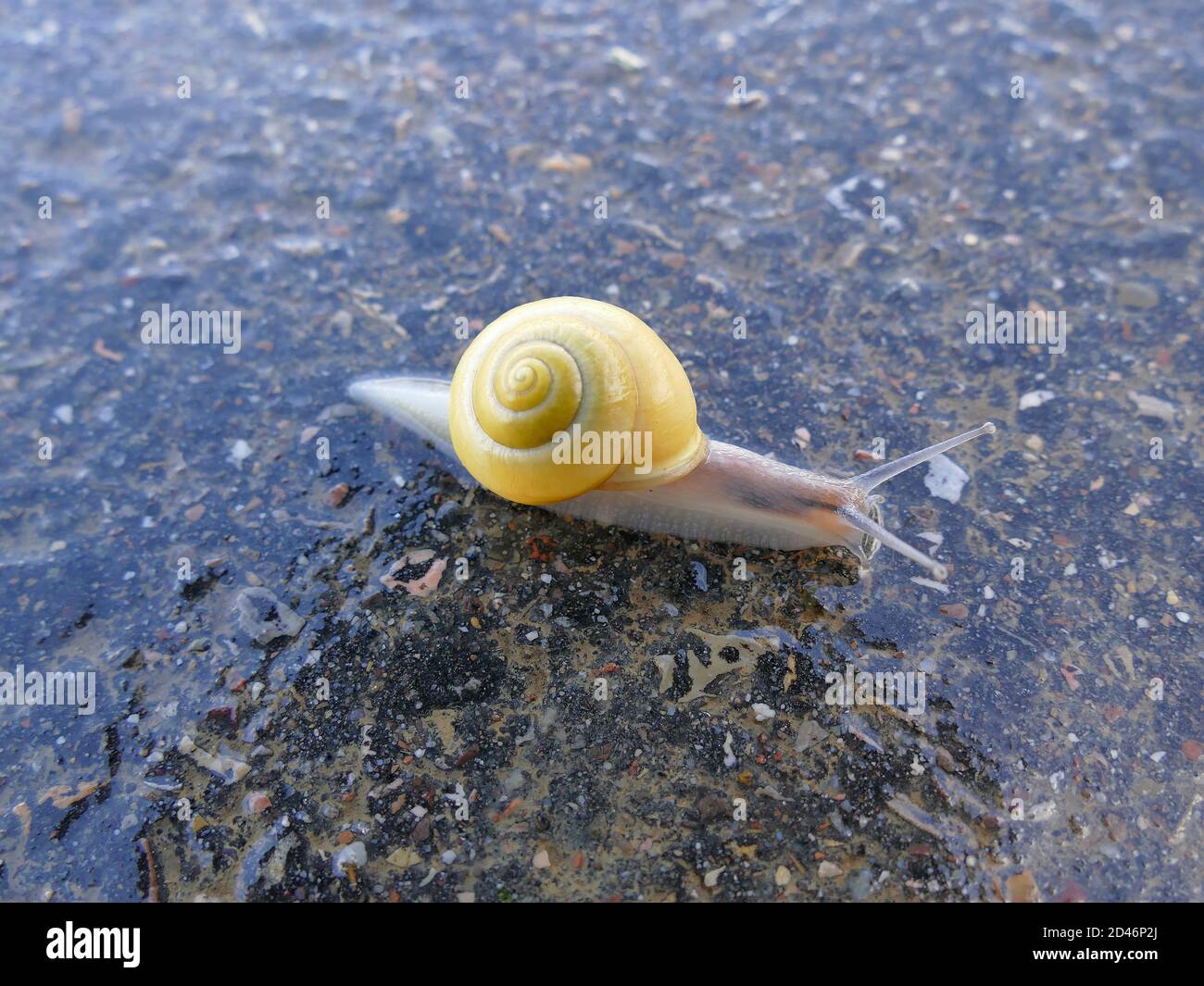 garden banded snail walking over a way Stock Photo - Alamy