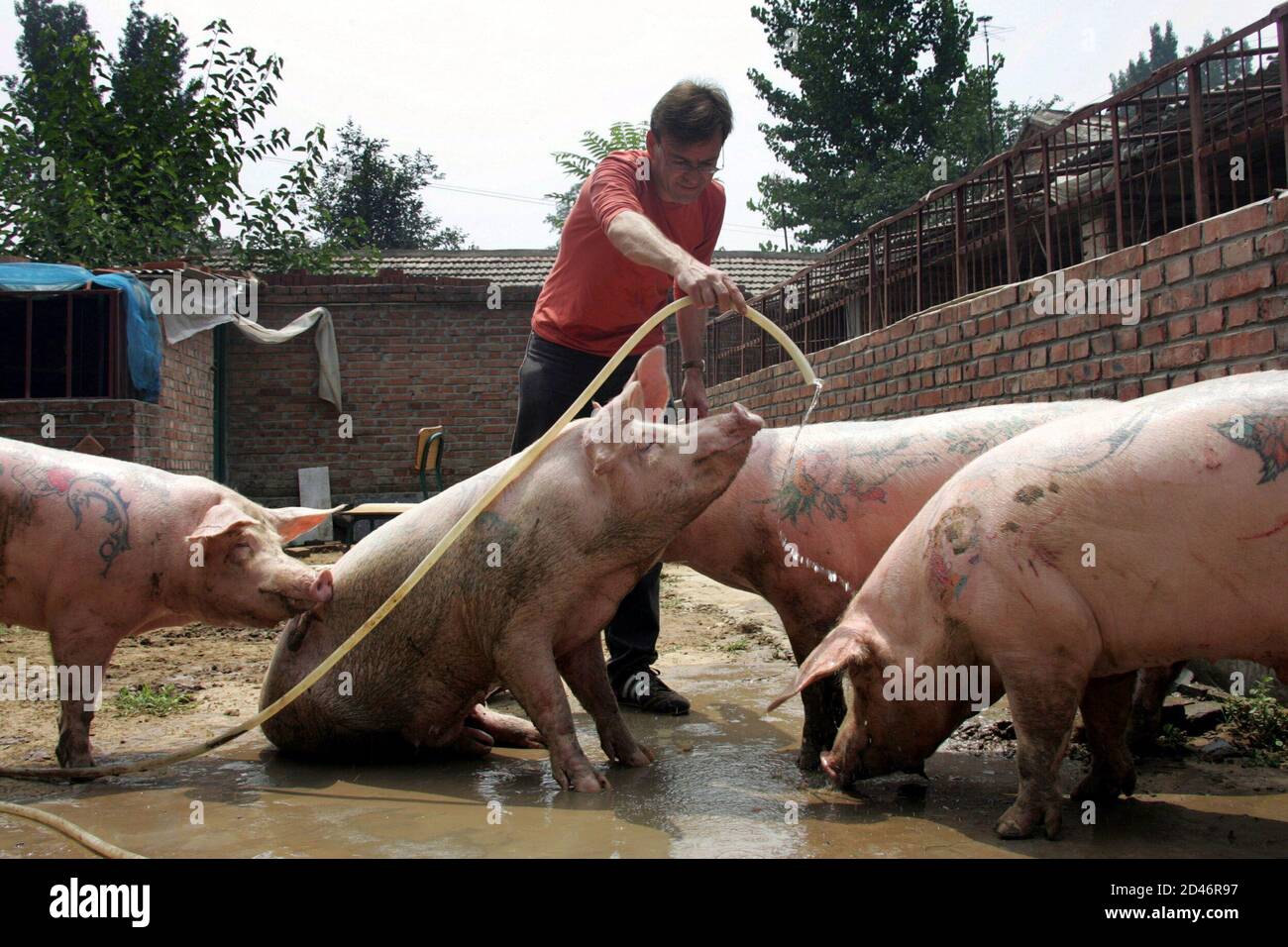 China pigs rural hi-res stock photography and images - Alamy