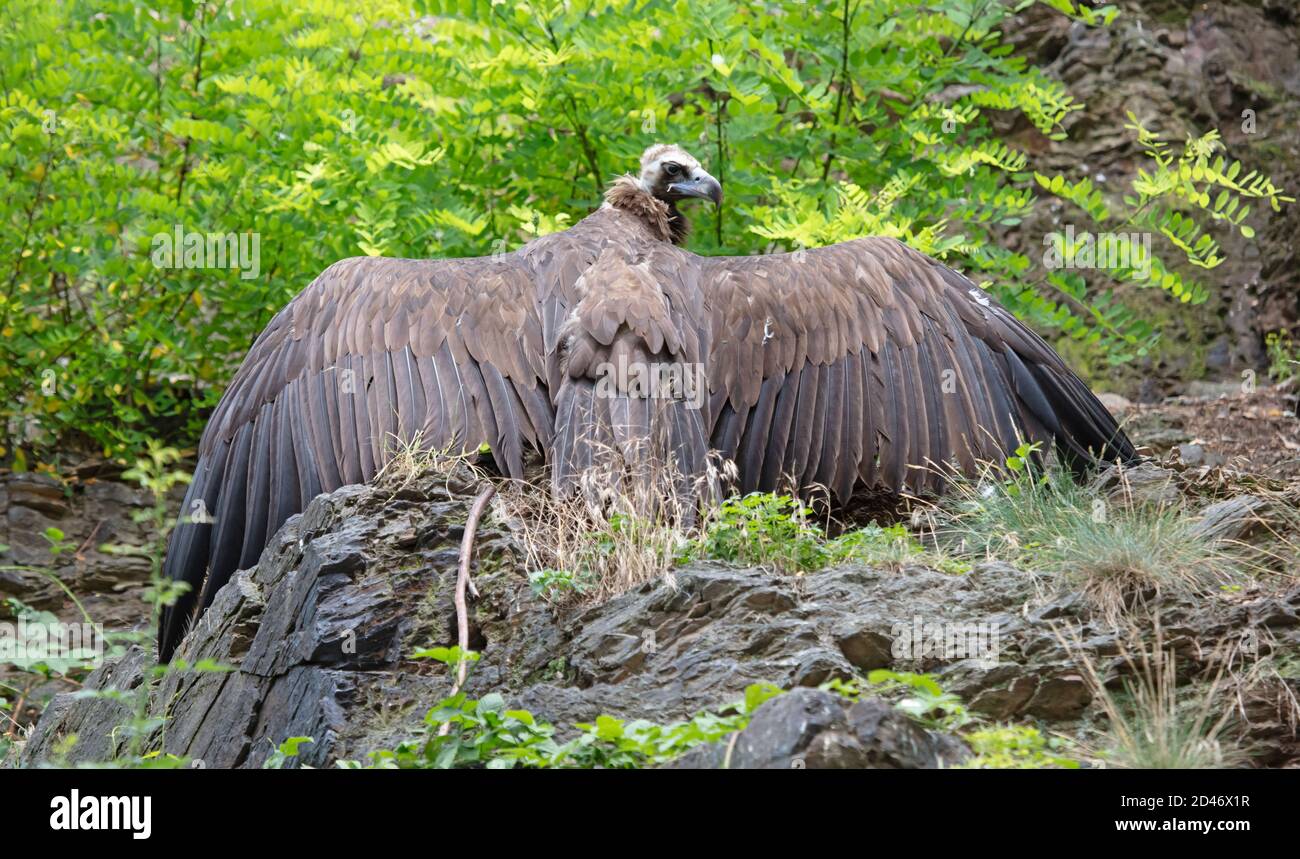 Large brown vulture looking spreading it's wings Stock Photo - Alamy