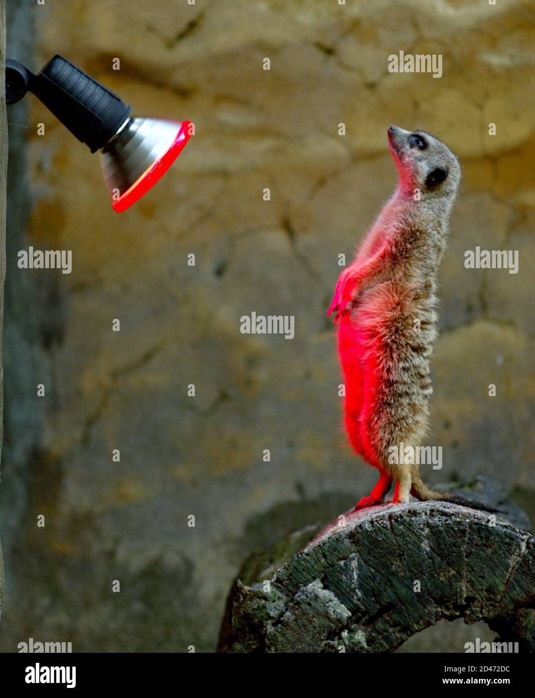 Zoo enclosure lamp hi-res stock photography and images - Alamy