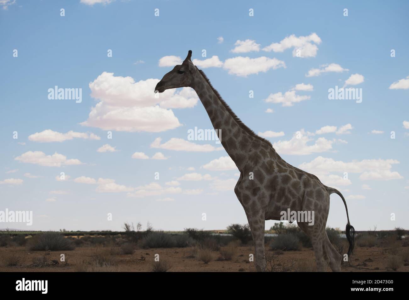 Closeup portrait of a long-necked giraffe in a wild with a cloudy sky ...