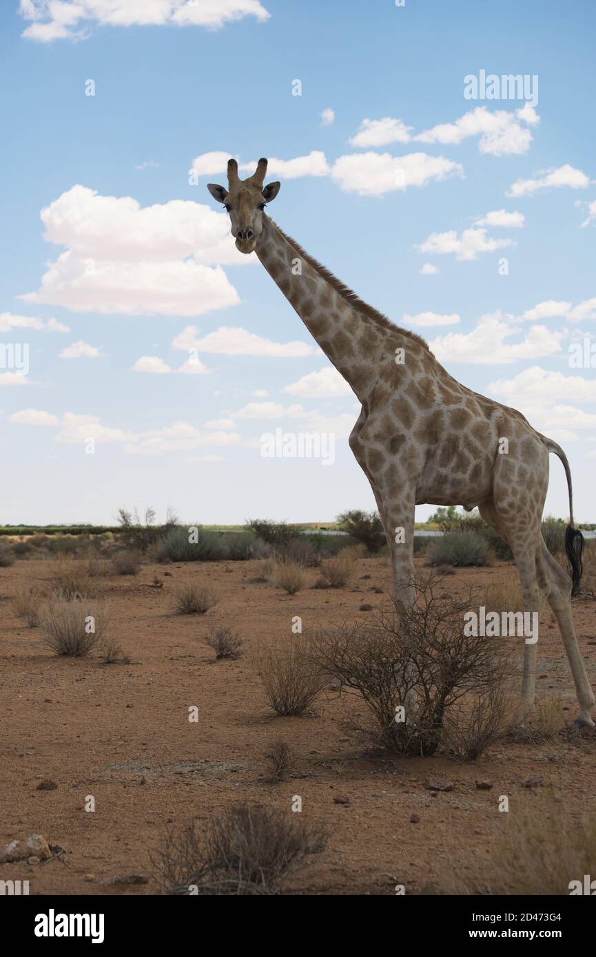 Vertical shot of a long-necked giraffe in a South Africa with a cloudy ...