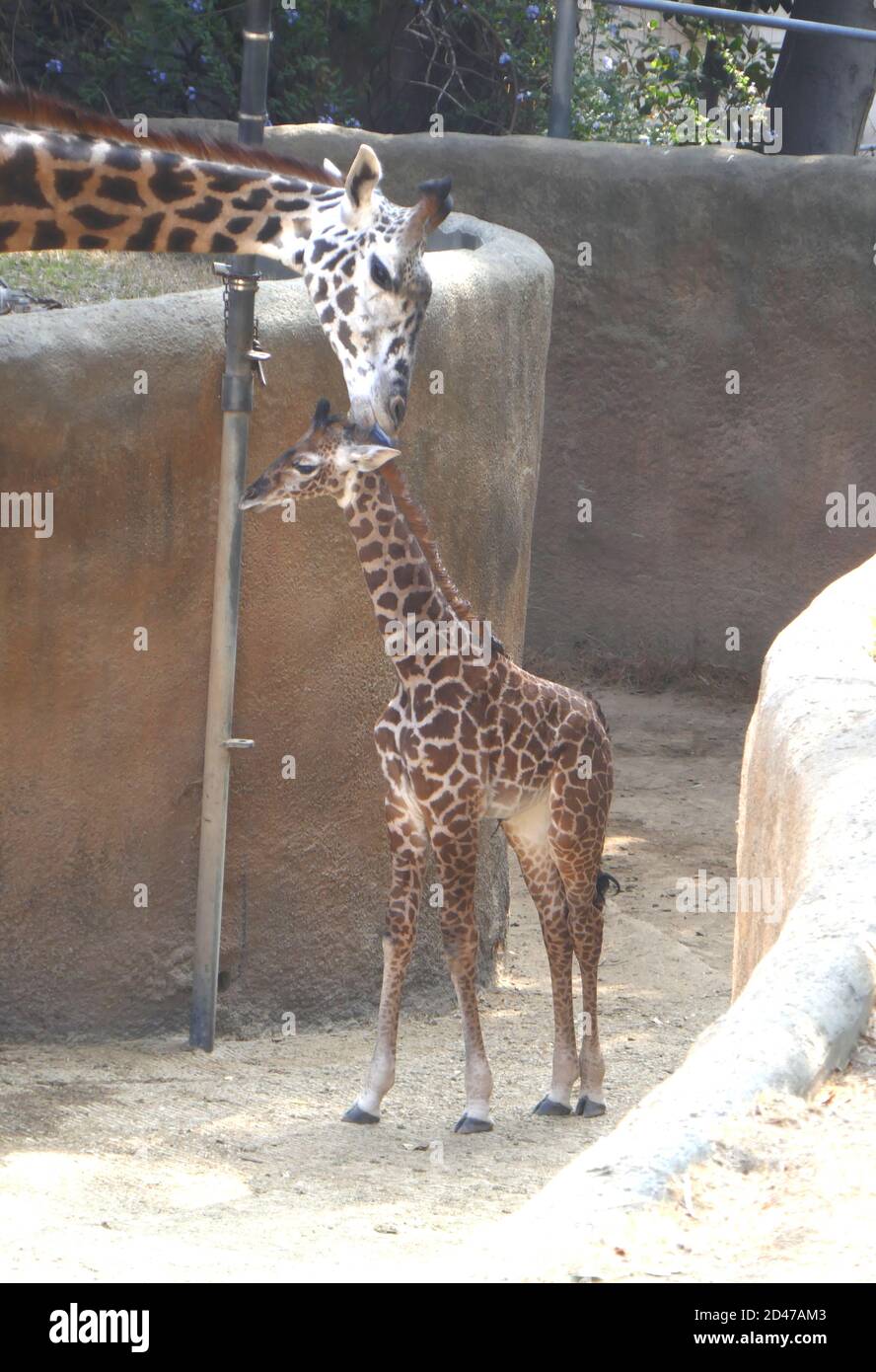 Los Angeles, California, USA 8th October 2020 A New Male Baby Masai ...