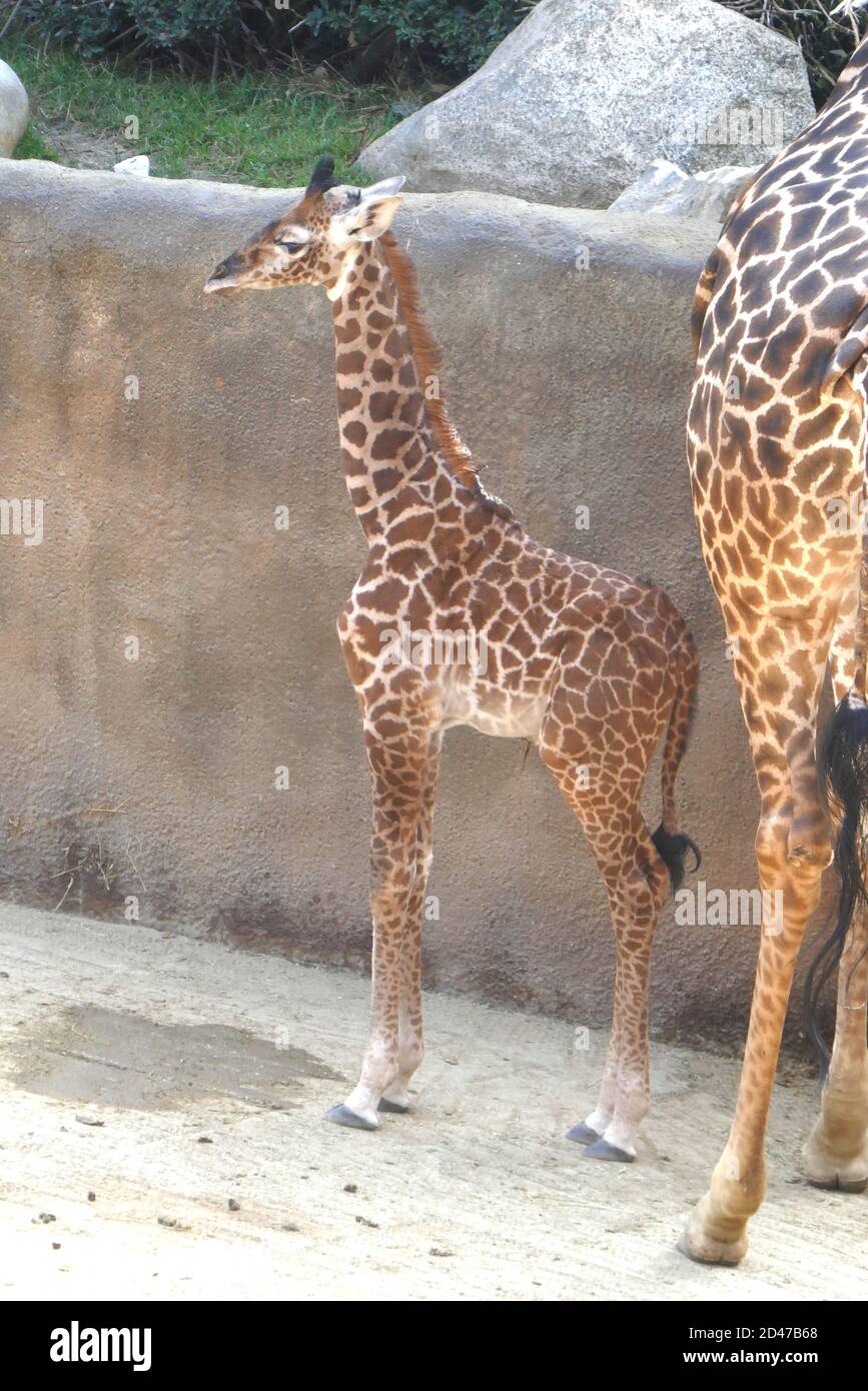 Los Angeles, California, USA 8th October 2020 A New Male Baby Masai ...