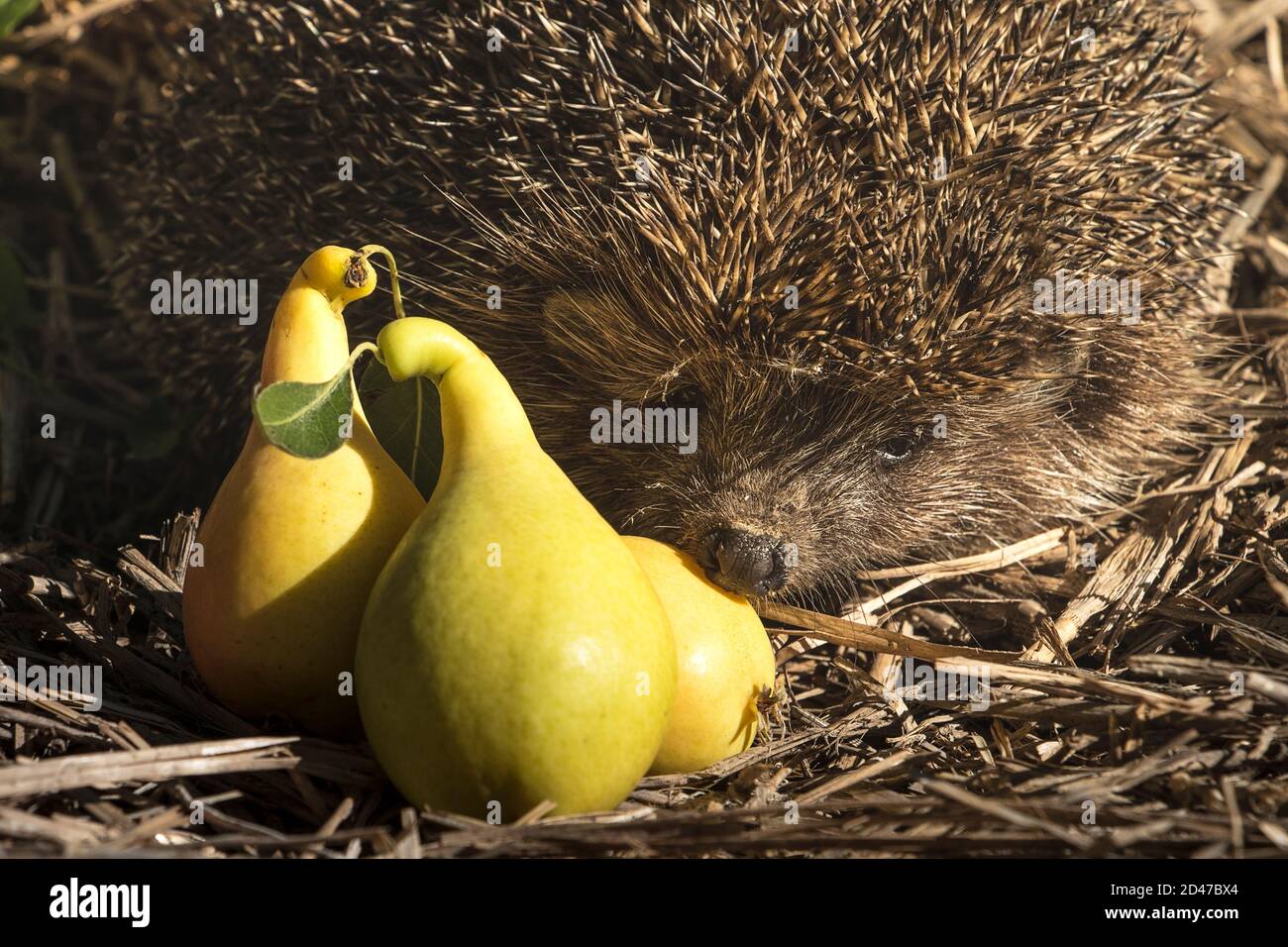 Golden pears hi-res stock photography and images - Alamy
