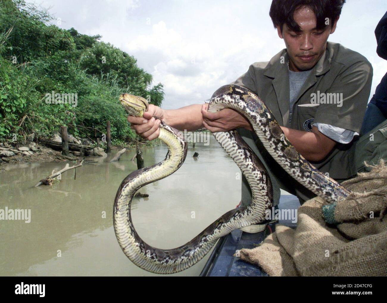 Snakes in thailand hi-res stock photography and images - Alamy