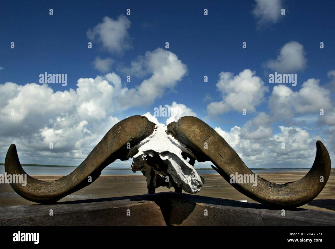 Donkey Skull High Resolution Stock Photography and Images - Alamy