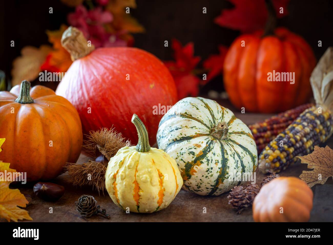 Autumn composition pumpkins chestnuts hi-res stock photography and ...