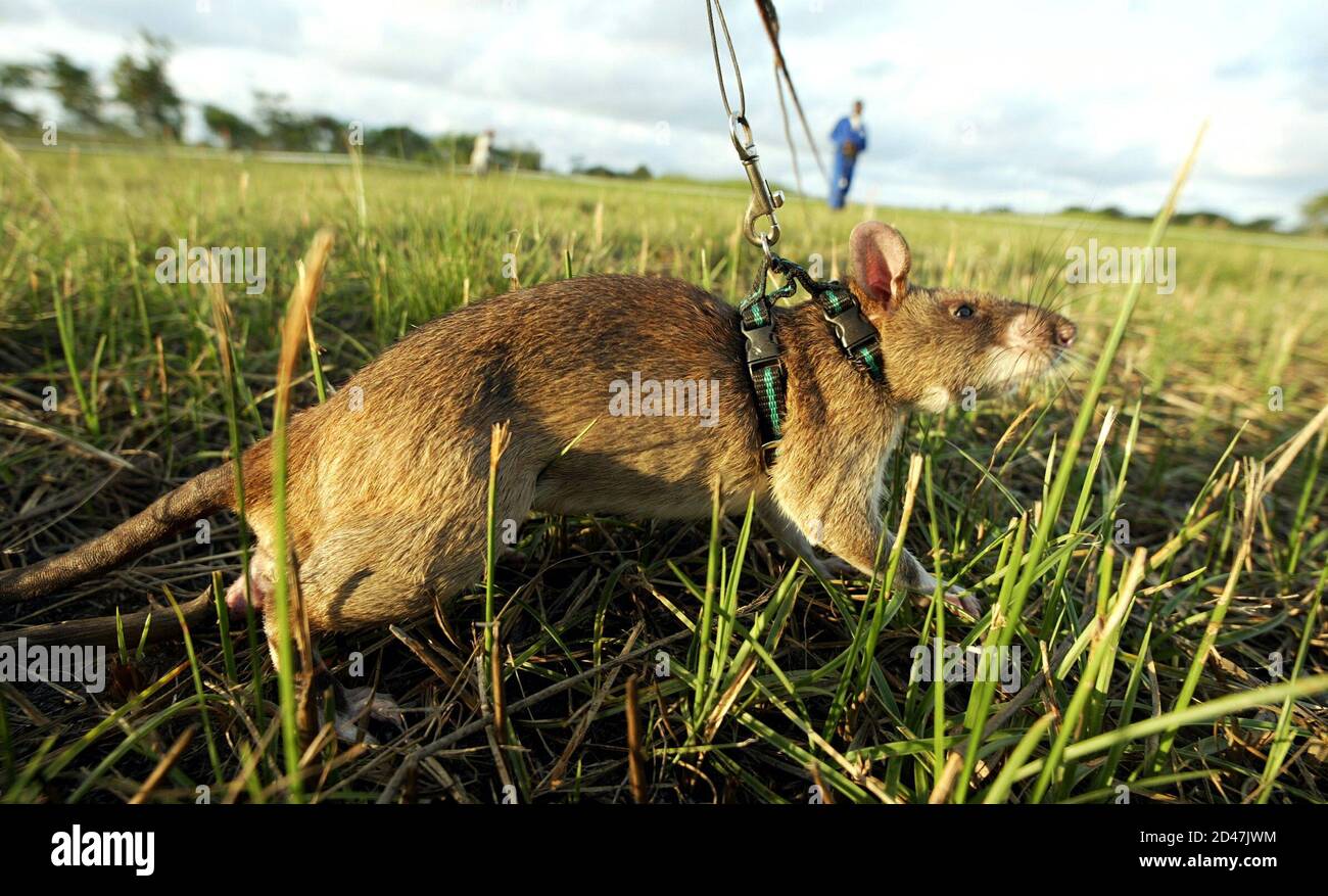 Giant pouch rat hi-res stock photography and images - Alamy