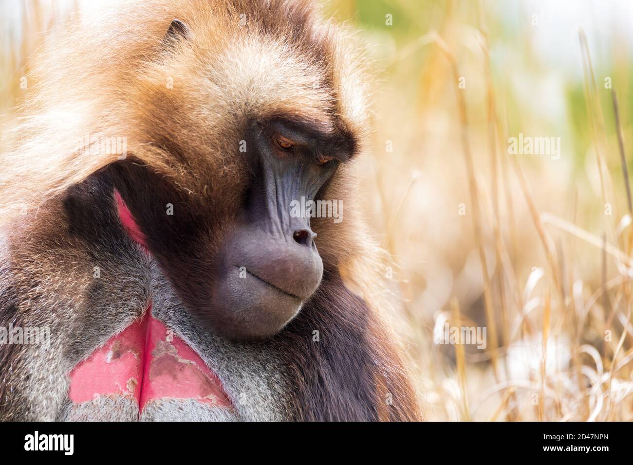 detail portrait of alpha male of endemic animal monkey Gelada baboon ...