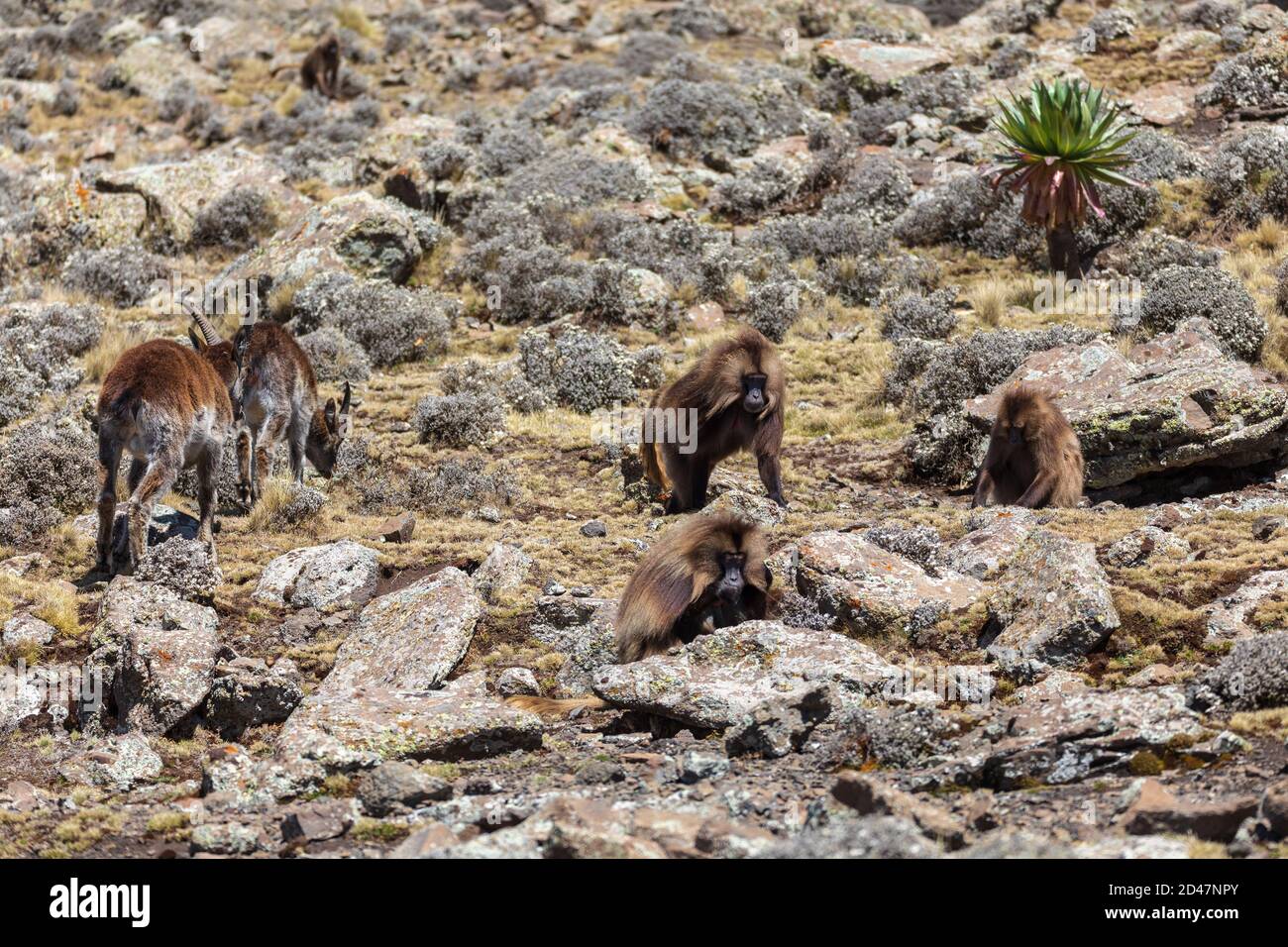 Herd primate hi-res stock photography and images - Alamy