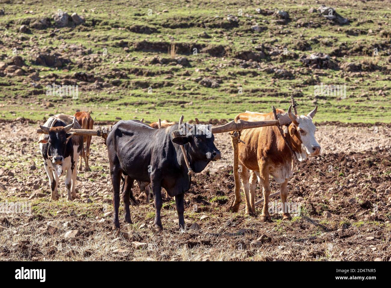 Farmer cattle cultivates a field with a traditional primitive wooden ...