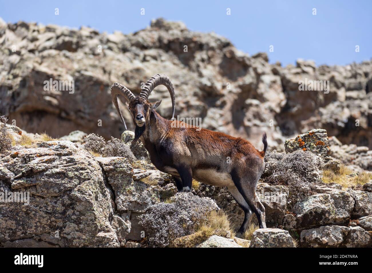 male with horn of rare endemic Walia ibex, Capra walia, Only about 500 ...