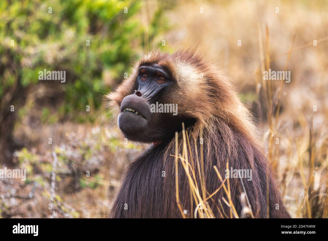 detail portrait of alpha male of endemic animal monkey Gelada baboon ...