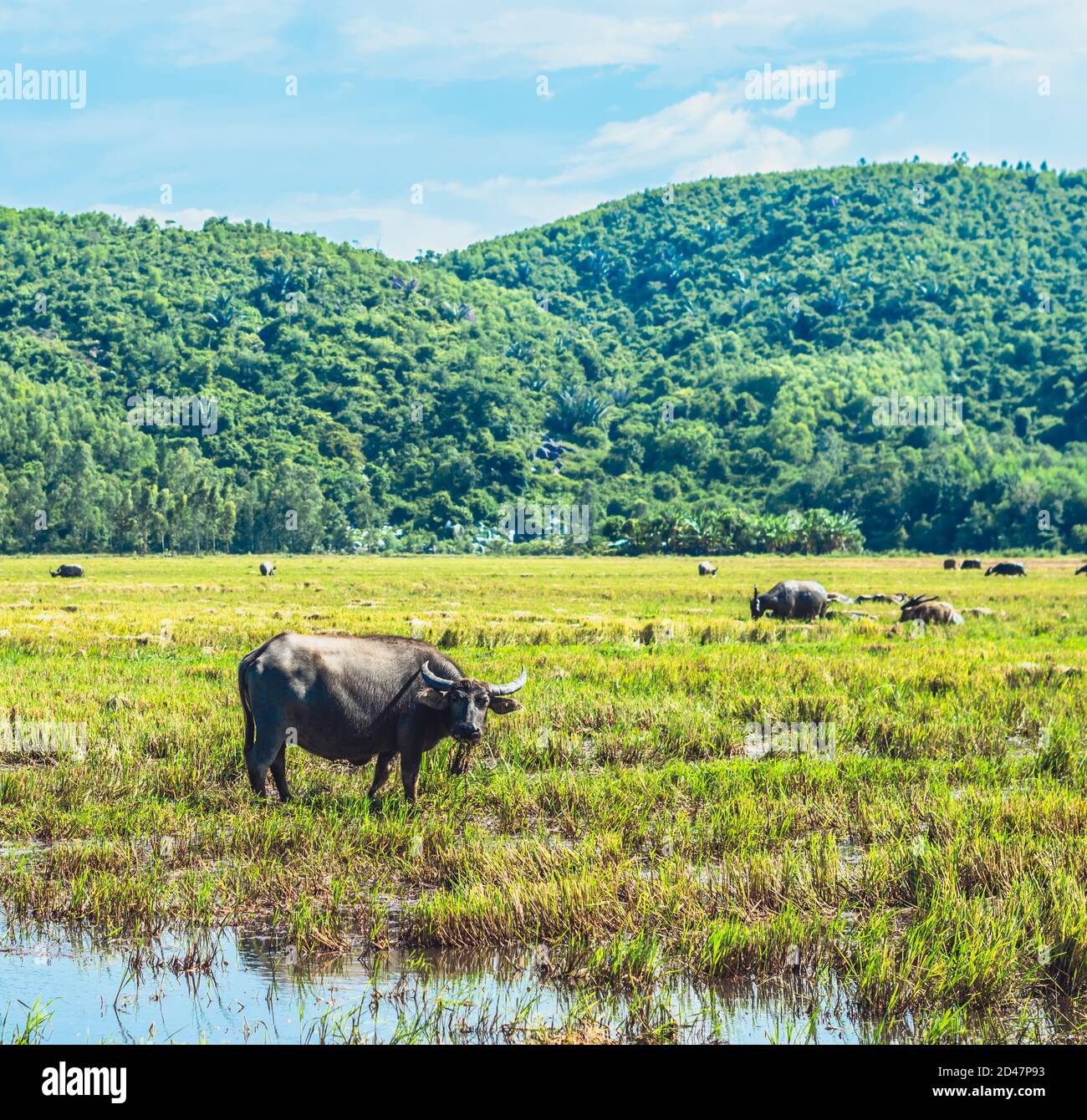 Water Buffalo Standing graze rice grass field meadow sun, forested ...