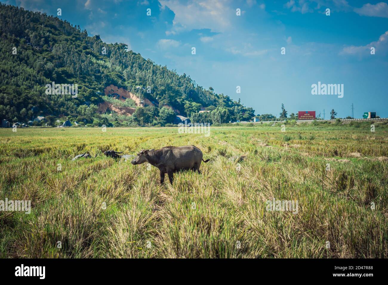 Water Buffalo Standing graze rice grass field meadow sun, forested ...