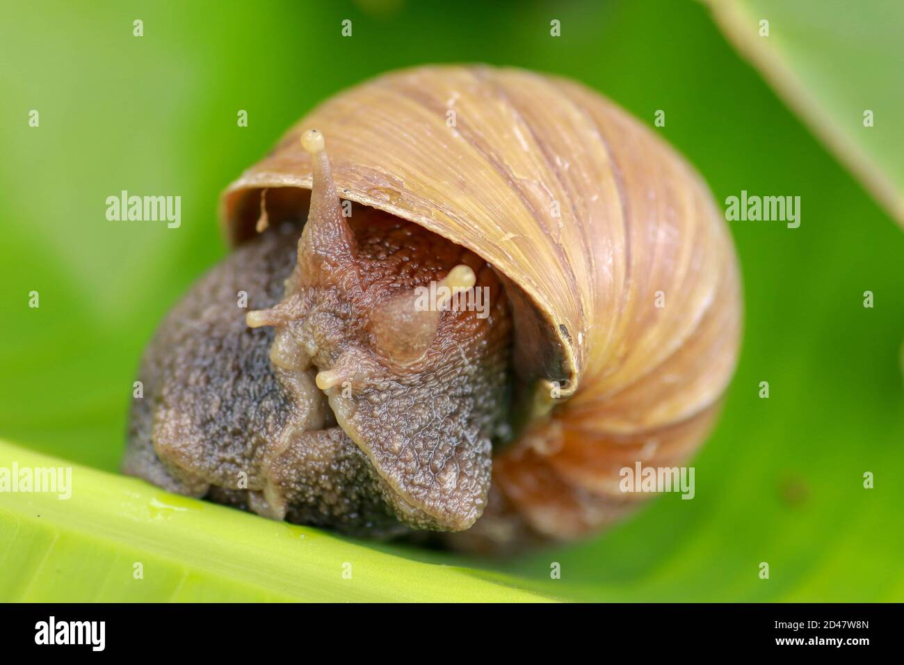 Macro of eye snail. Achatina Fulica looks into the camera lens. Close ...