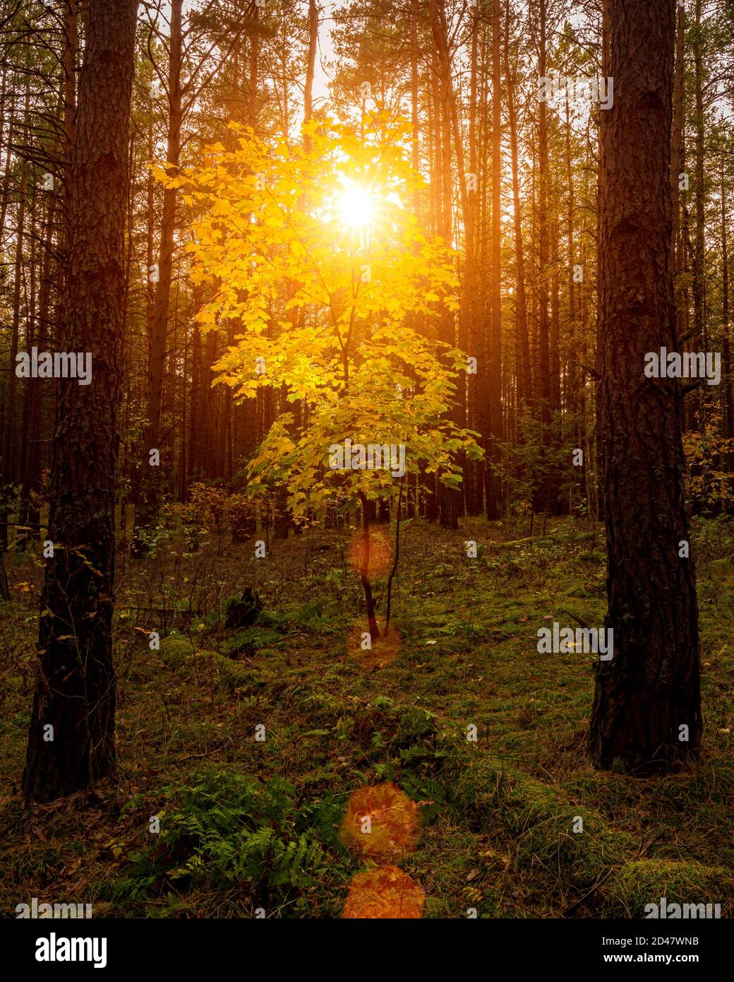 Golden Sunlight Ray Beam High Resolution Stock Photography and Images ...