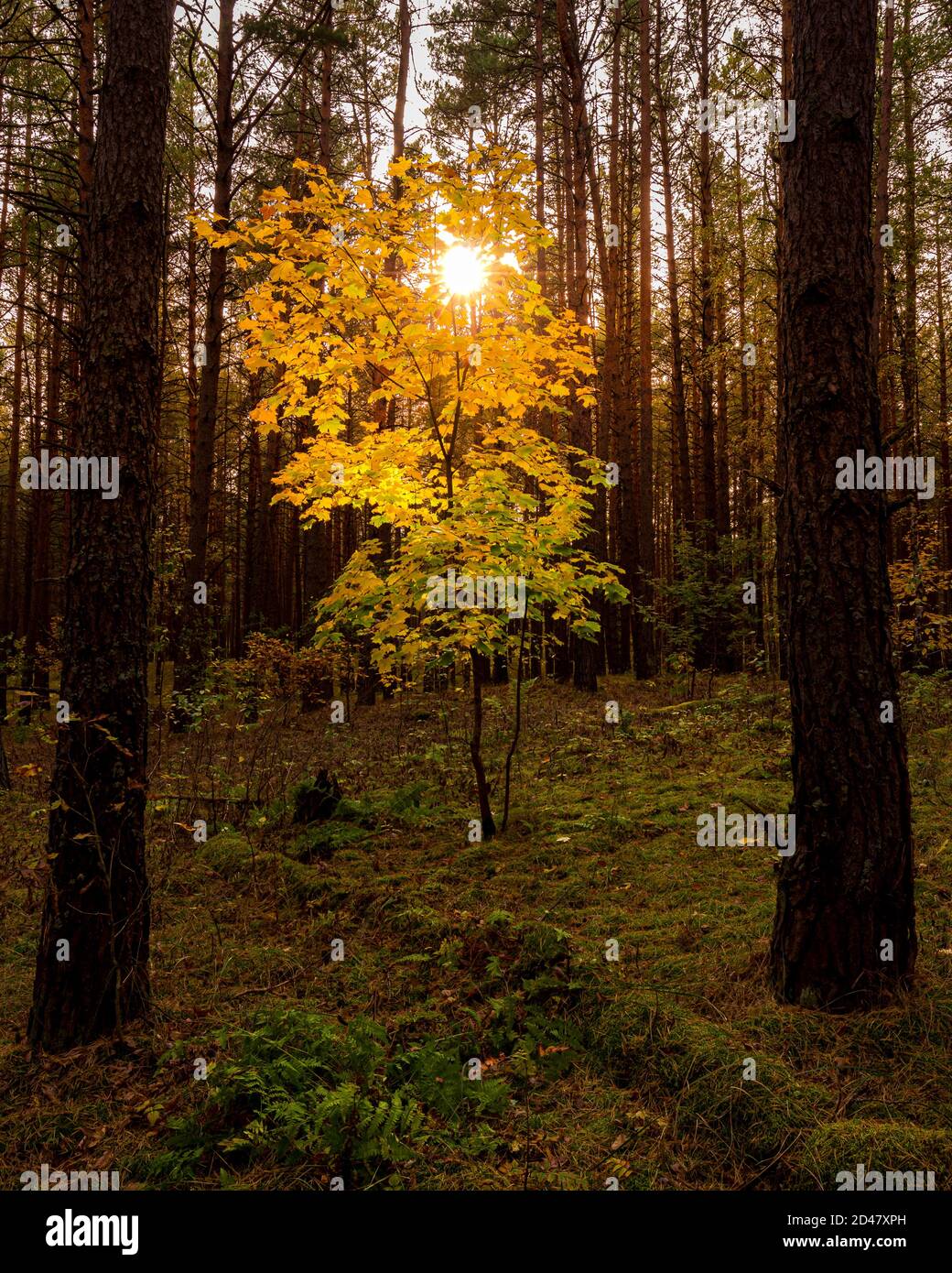 Golden Sunlight Ray Beam High Resolution Stock Photography and Images ...