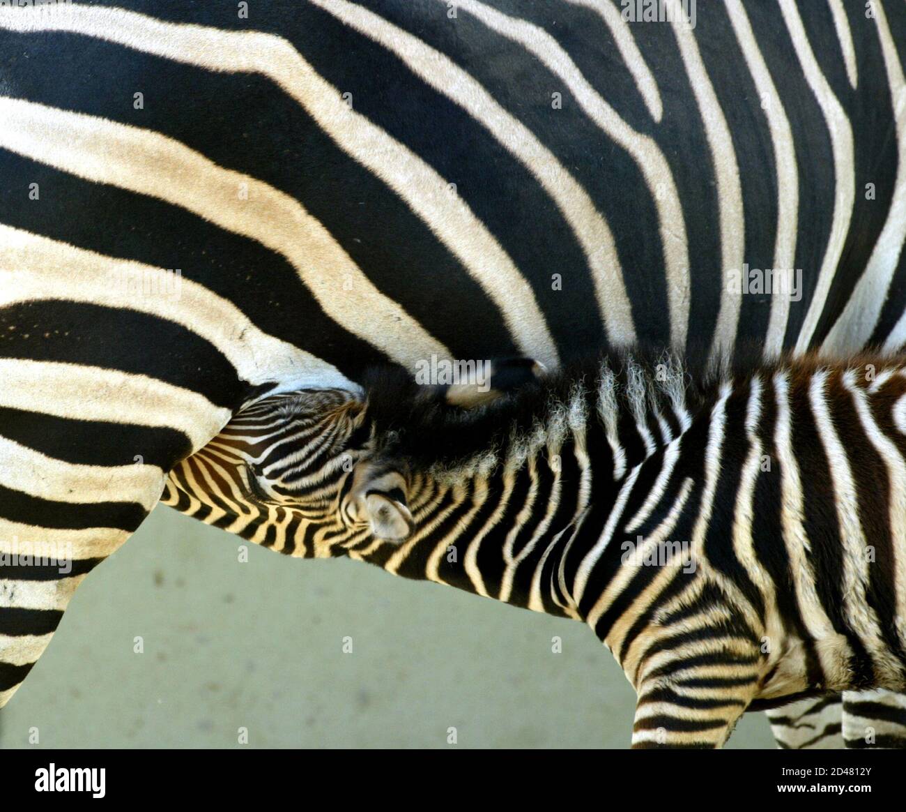 Weighs babies hi-res stock photography and images - Alamy