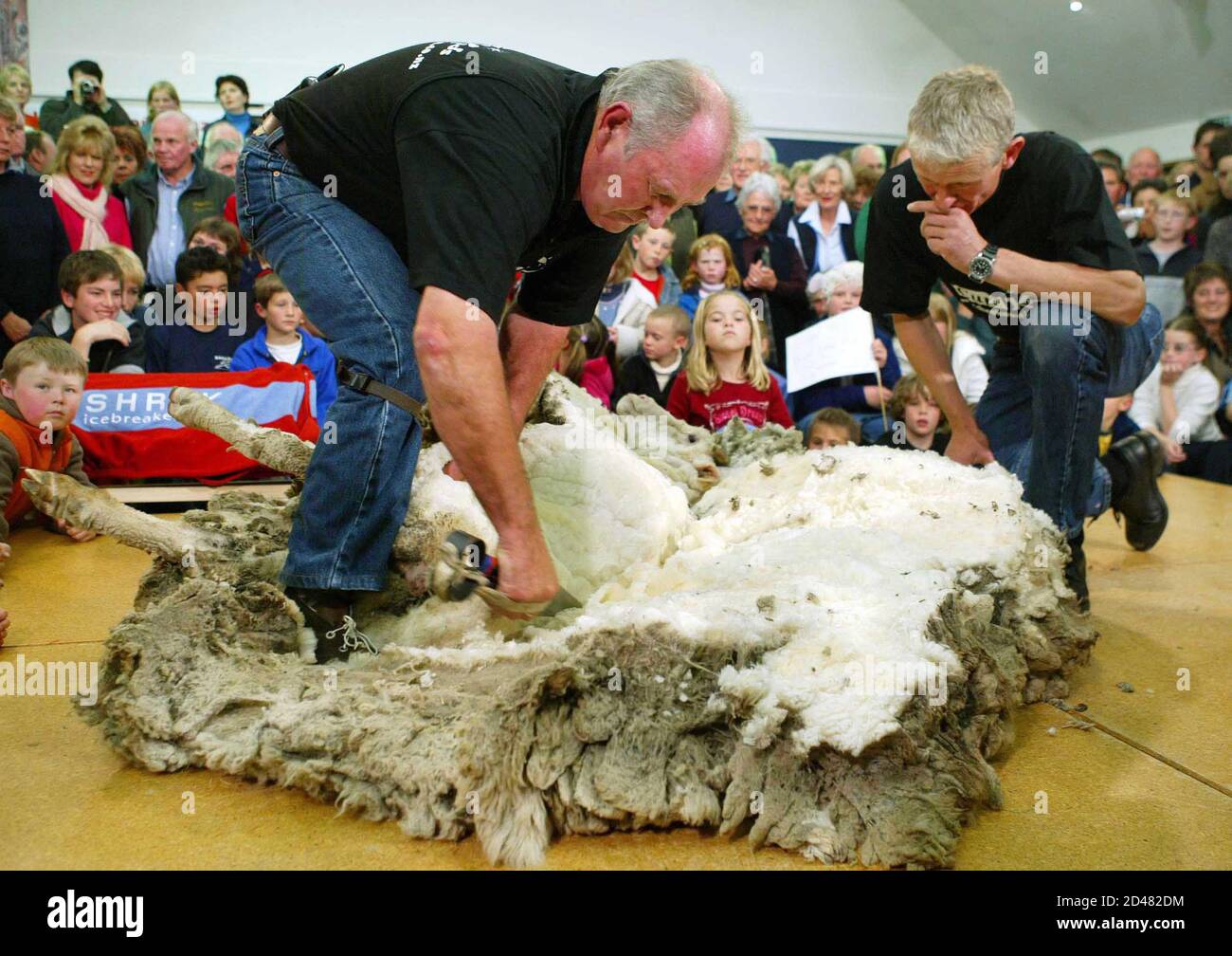A sheep being shorn hi-res stock photography and images - Alamy