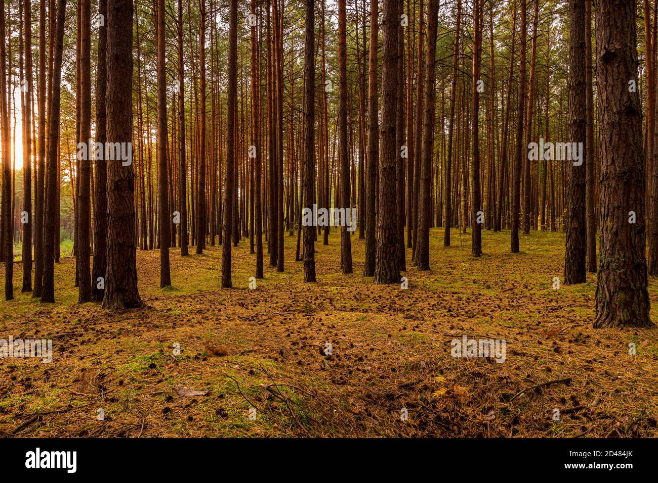 Autumn forest with pine trees standing in rows Stock Photo - Alamy